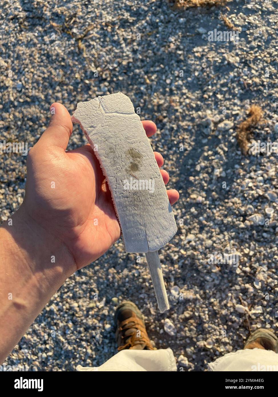 Typical Sea Turtles (Cheloniidae Stock Photo - Alamy