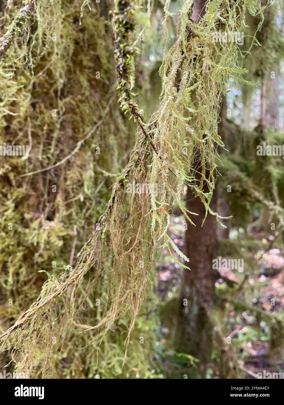 Cat's Tail Moss (Pseudisothecium stoloniferum Stock Photo - Alamy