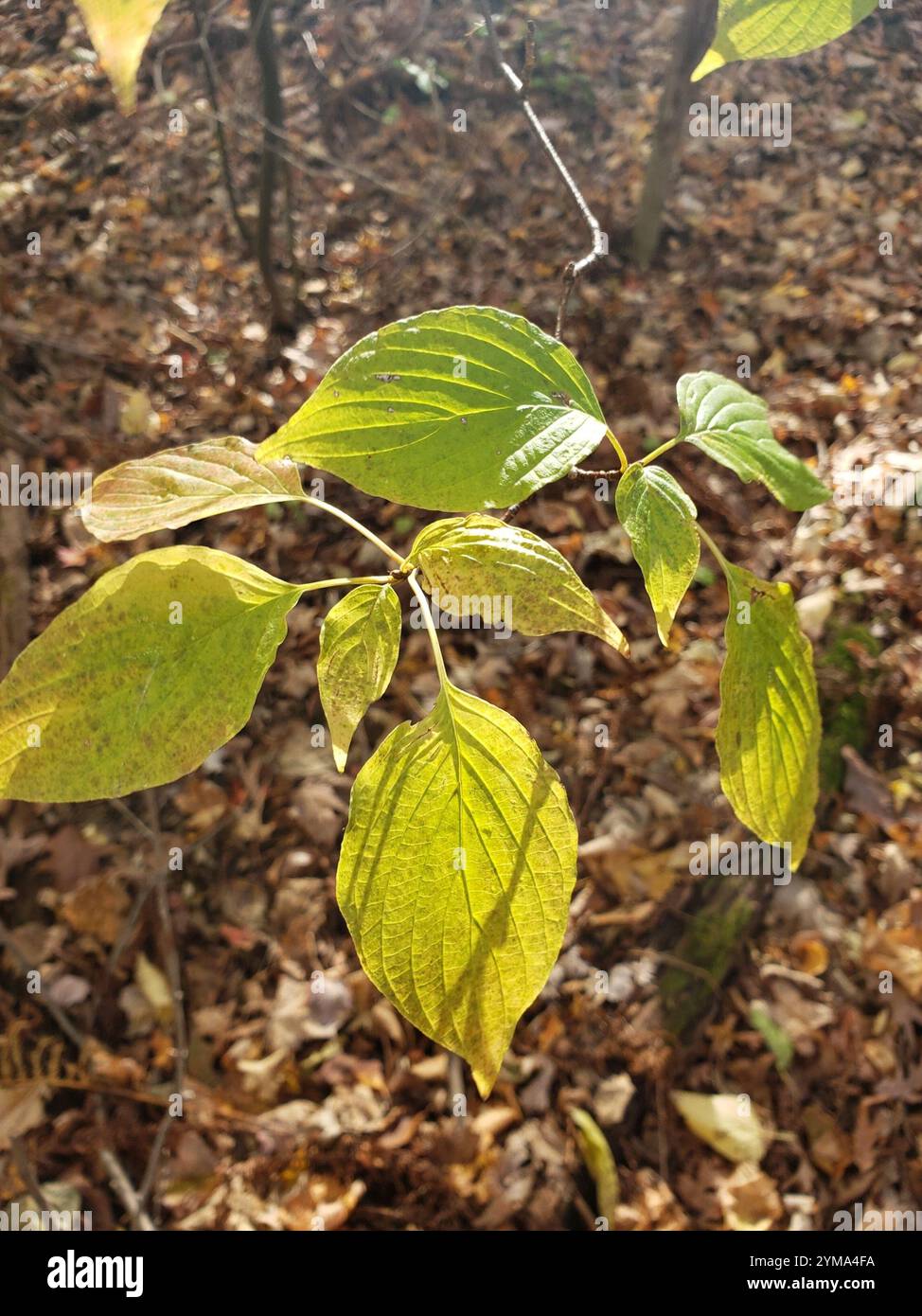 alternate-leaved dogwood (Cornus alternifolia Stock Photo - Alamy