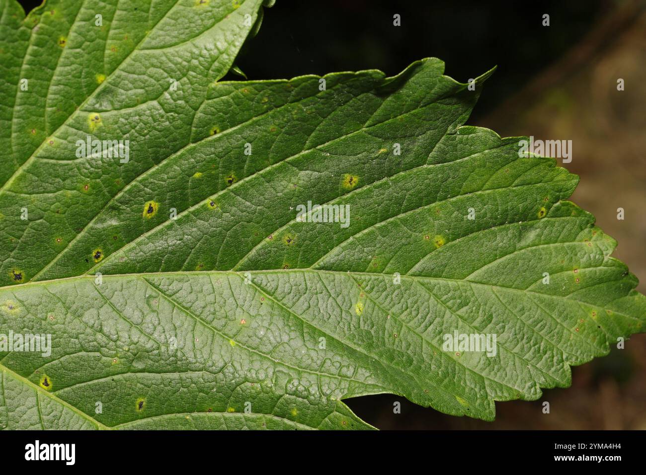 Sycamore Felt Gall Mite (Aceria pseudoplatani Stock Photo - Alamy