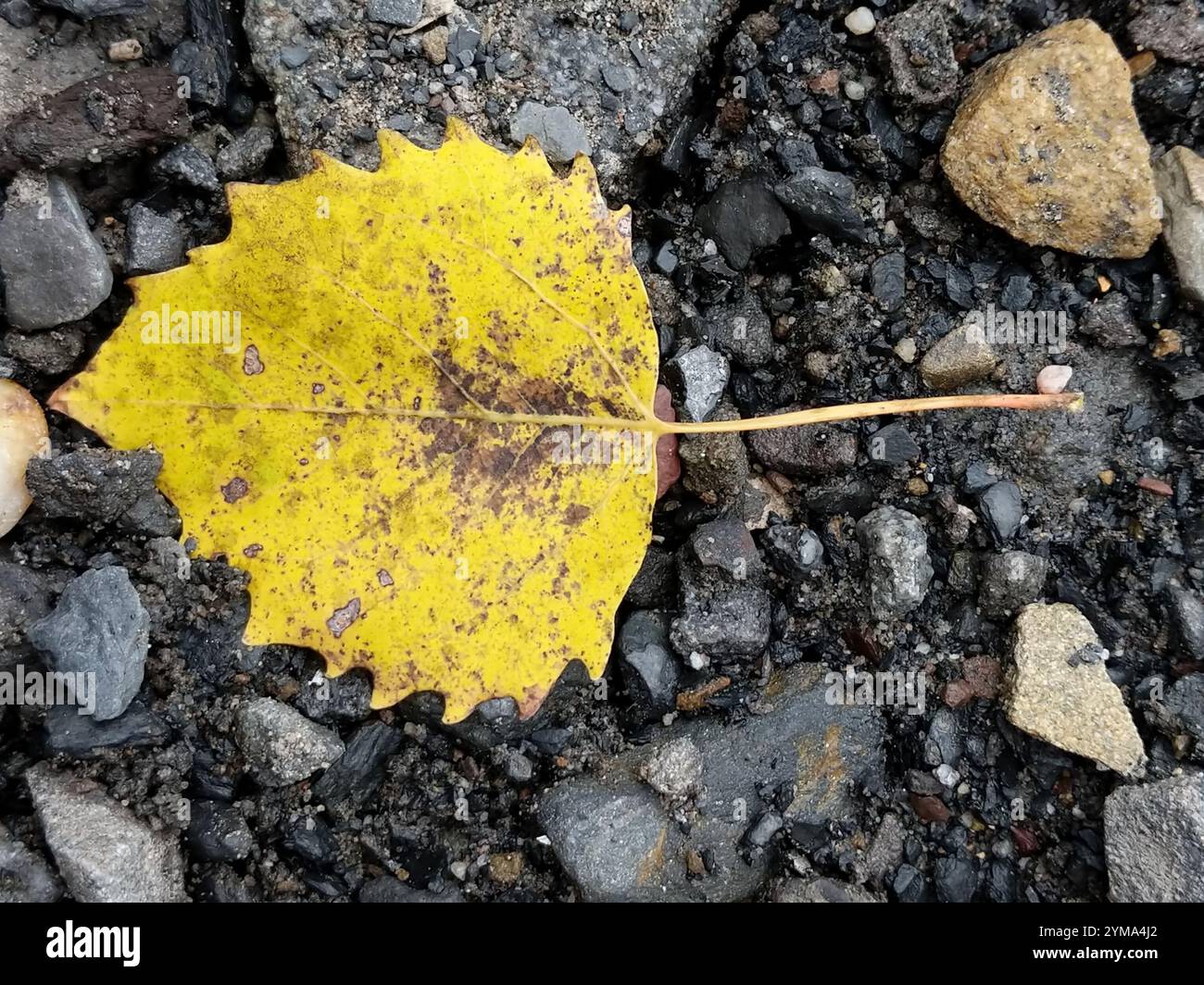 bigtooth aspen (Populus grandidentata Stock Photo - Alamy
