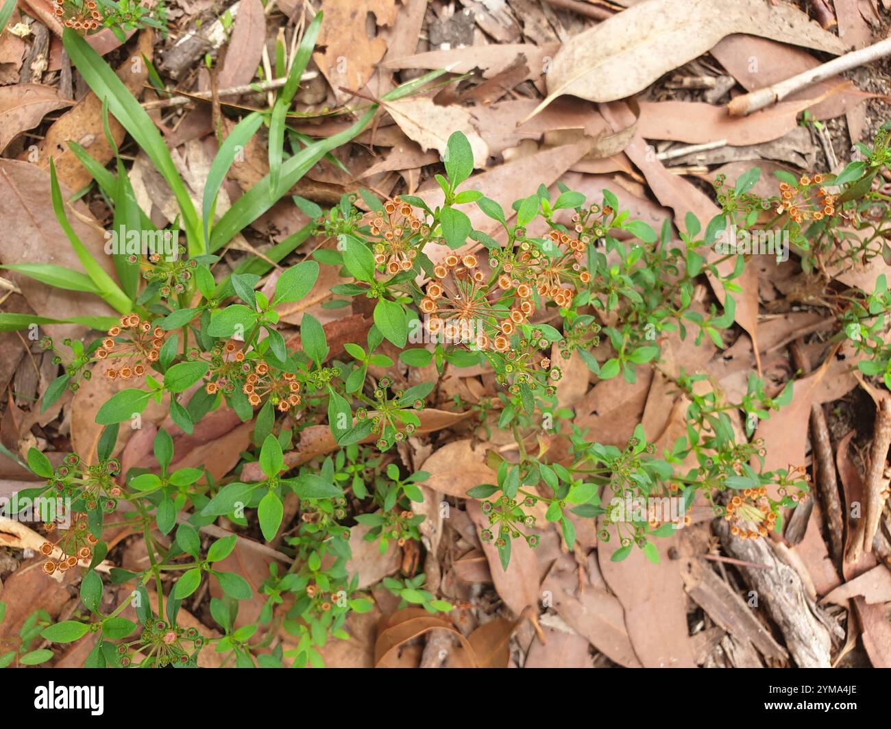 pomax (Pomax umbellata Stock Photo - Alamy