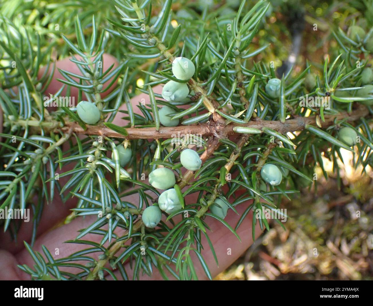 common juniper (Juniperus communis Stock Photo - Alamy