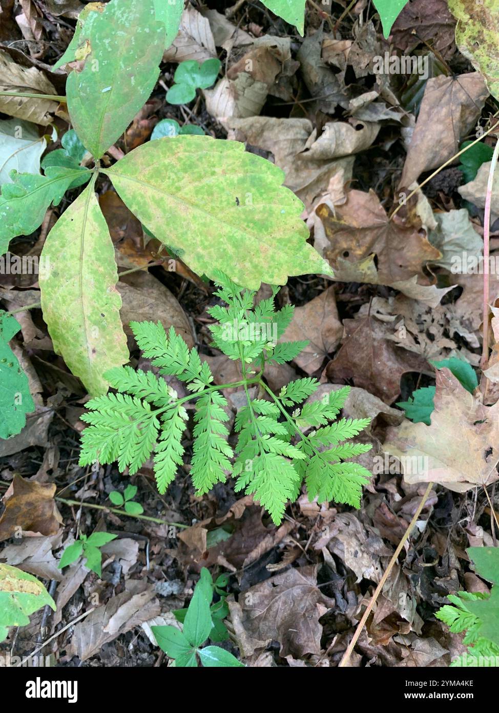 rattlesnake fern (Botrypus virginianus Stock Photo - Alamy