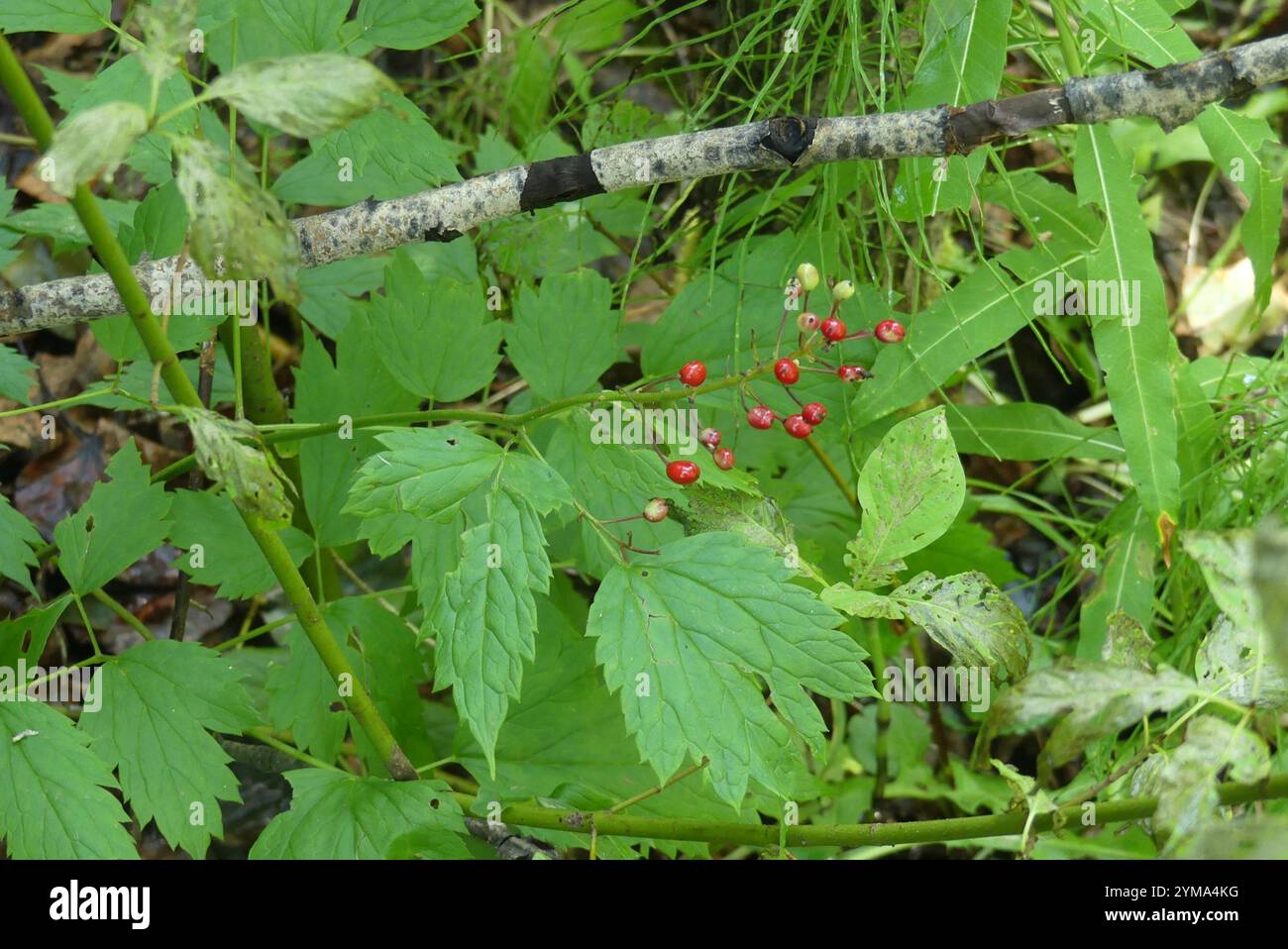 red baneberry (Actaea rubra Stock Photo - Alamy
