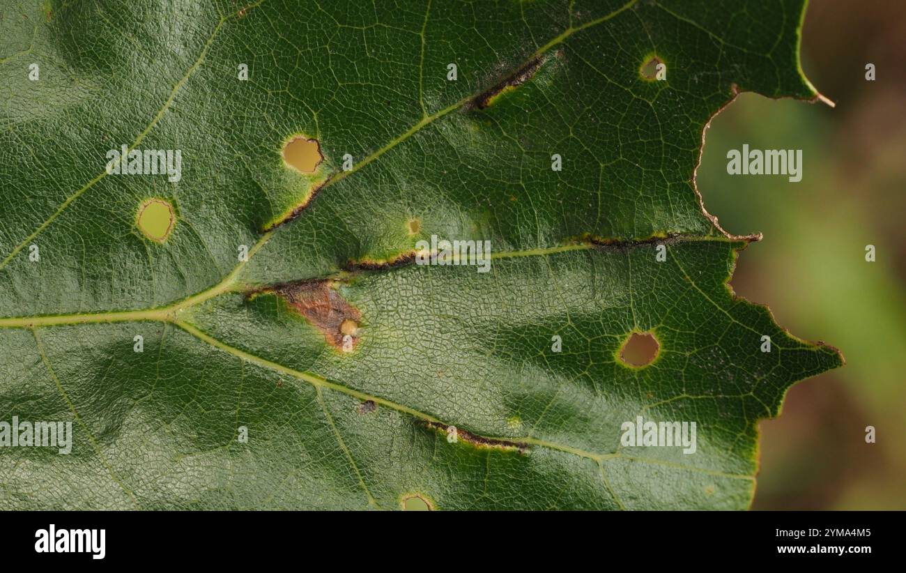 Contarinia hi-res stock photography and images - Alamy