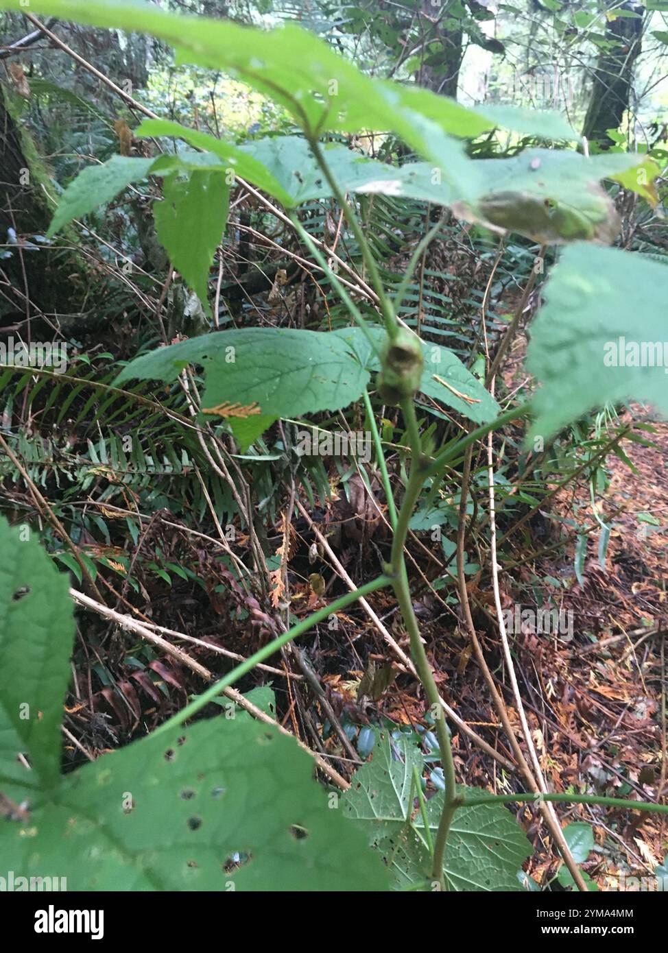 thimbleberry gallmaker (Diastrophus kincaidii Stock Photo - Alamy