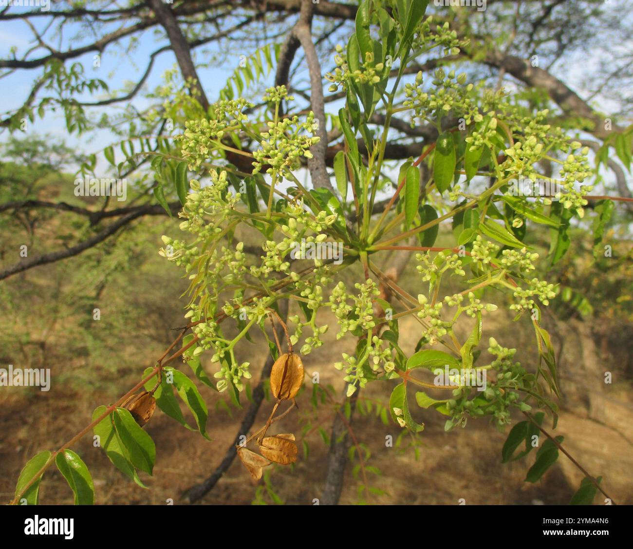 Kirkia (Kirkia acuminata Stock Photo - Alamy