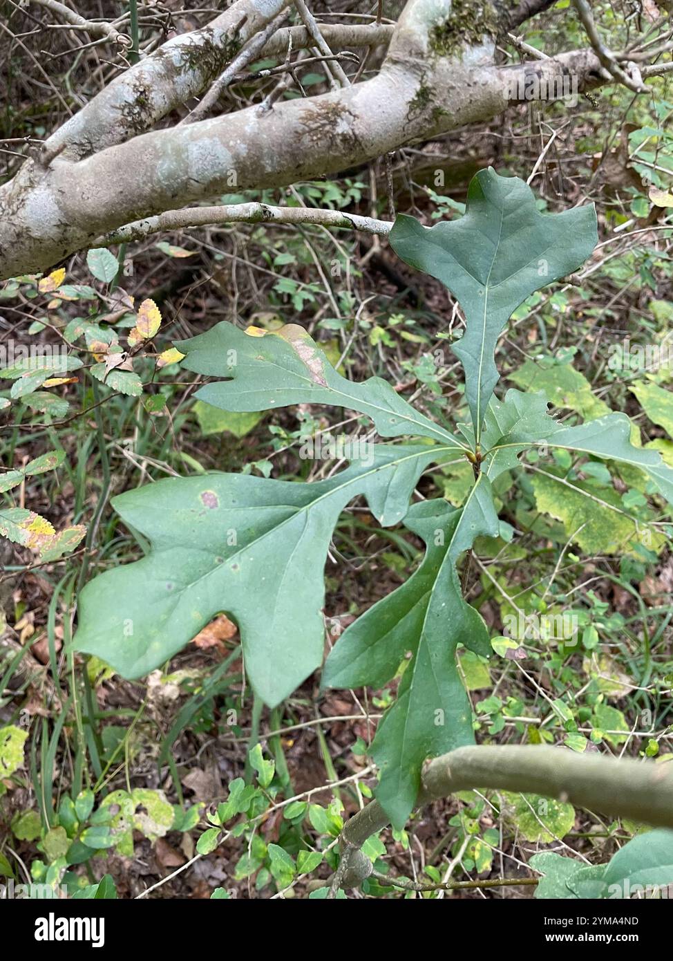 water oak (Quercus nigra Stock Photo - Alamy