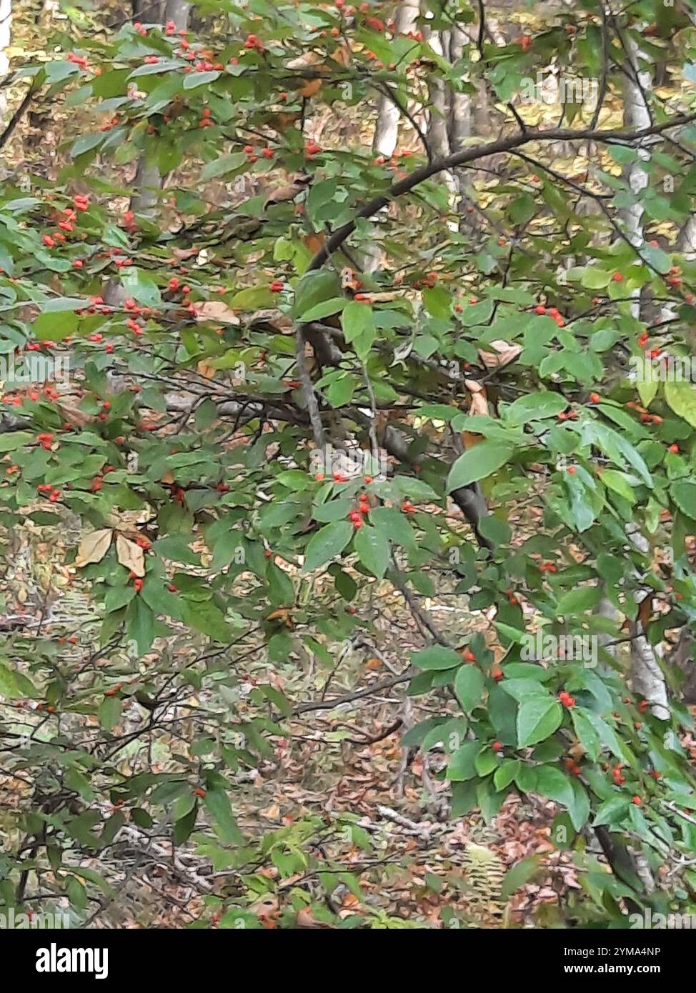 winterberry holly (Ilex verticillata Stock Photo - Alamy