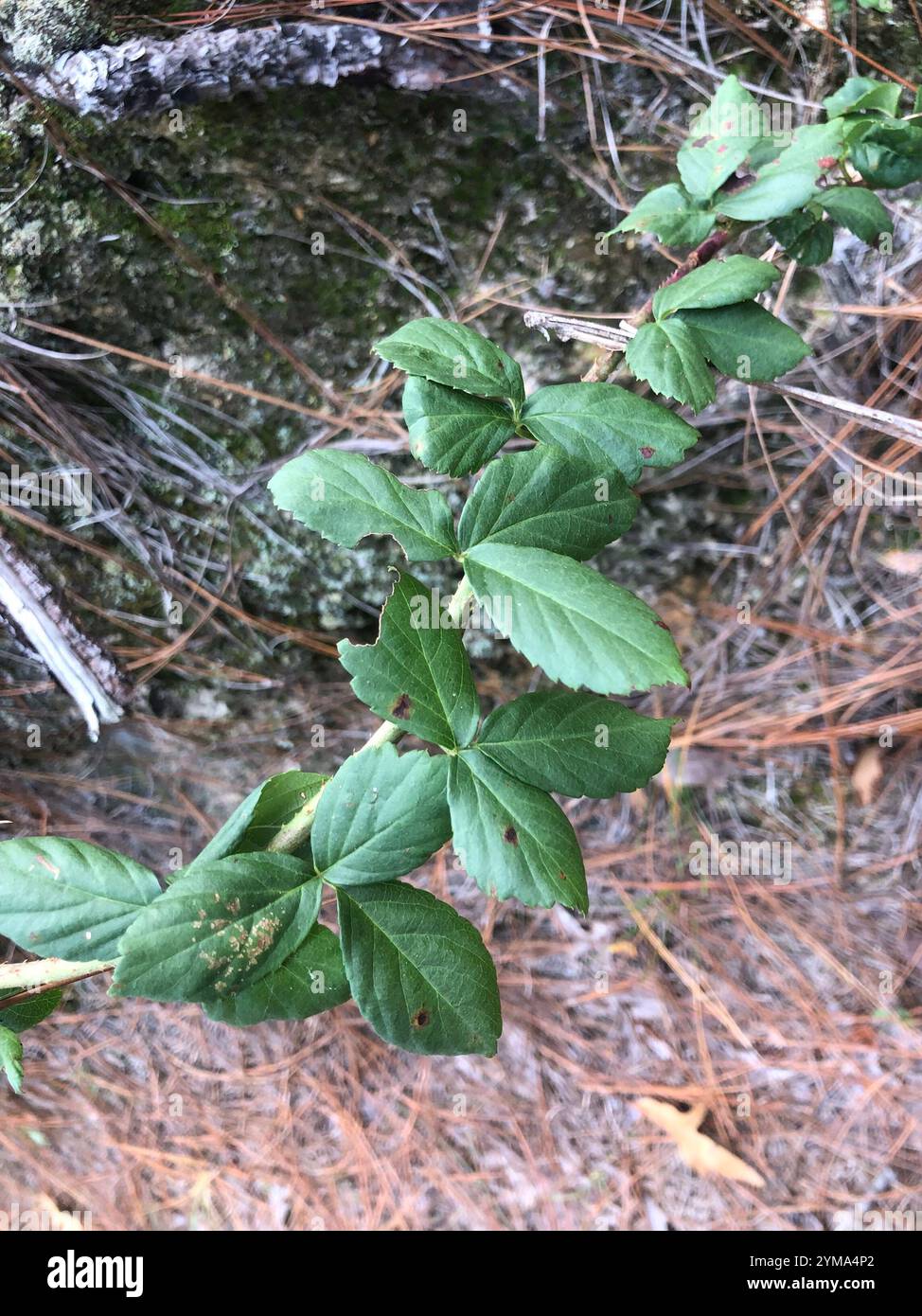 Common Dewberry (Rubus flagellaris Stock Photo - Alamy