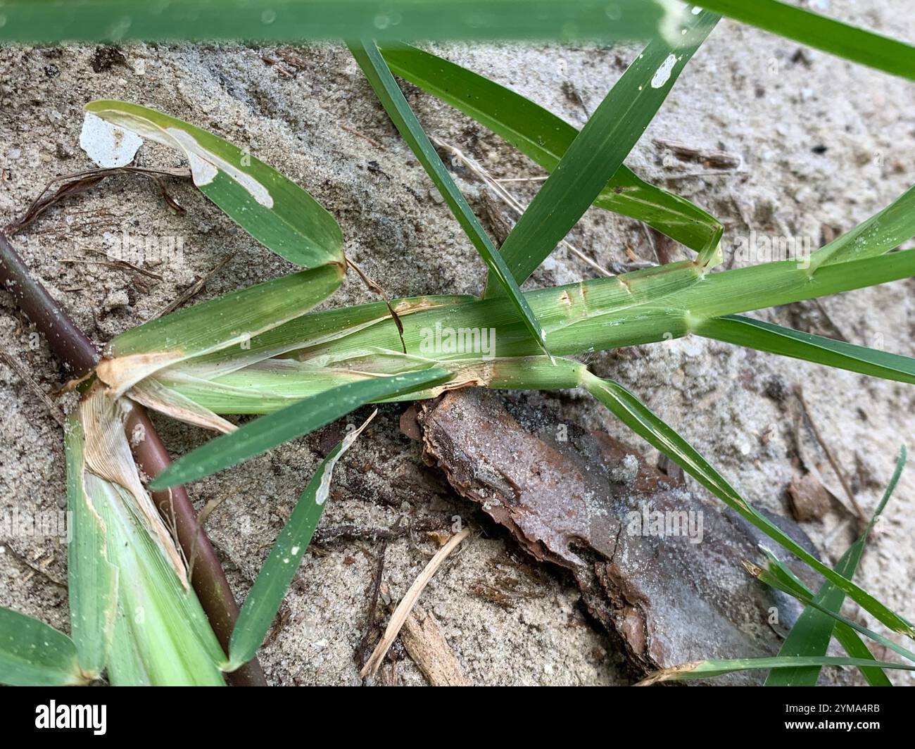Saint Augustine grass (Stenotaphrum secundatum Stock Photo - Alamy