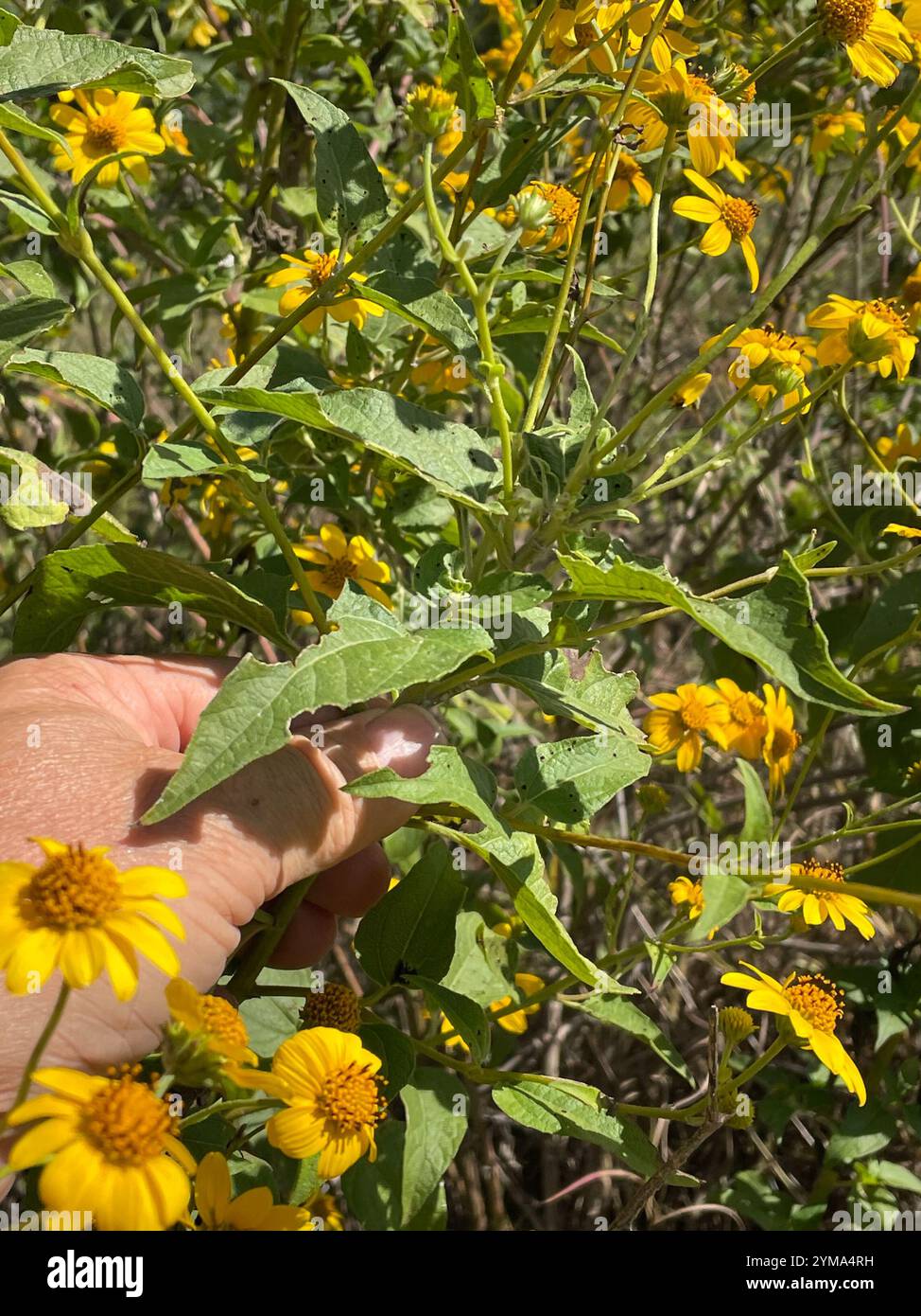 Toothleaf Goldeneye (Viguiera dentata Stock Photo - Alamy