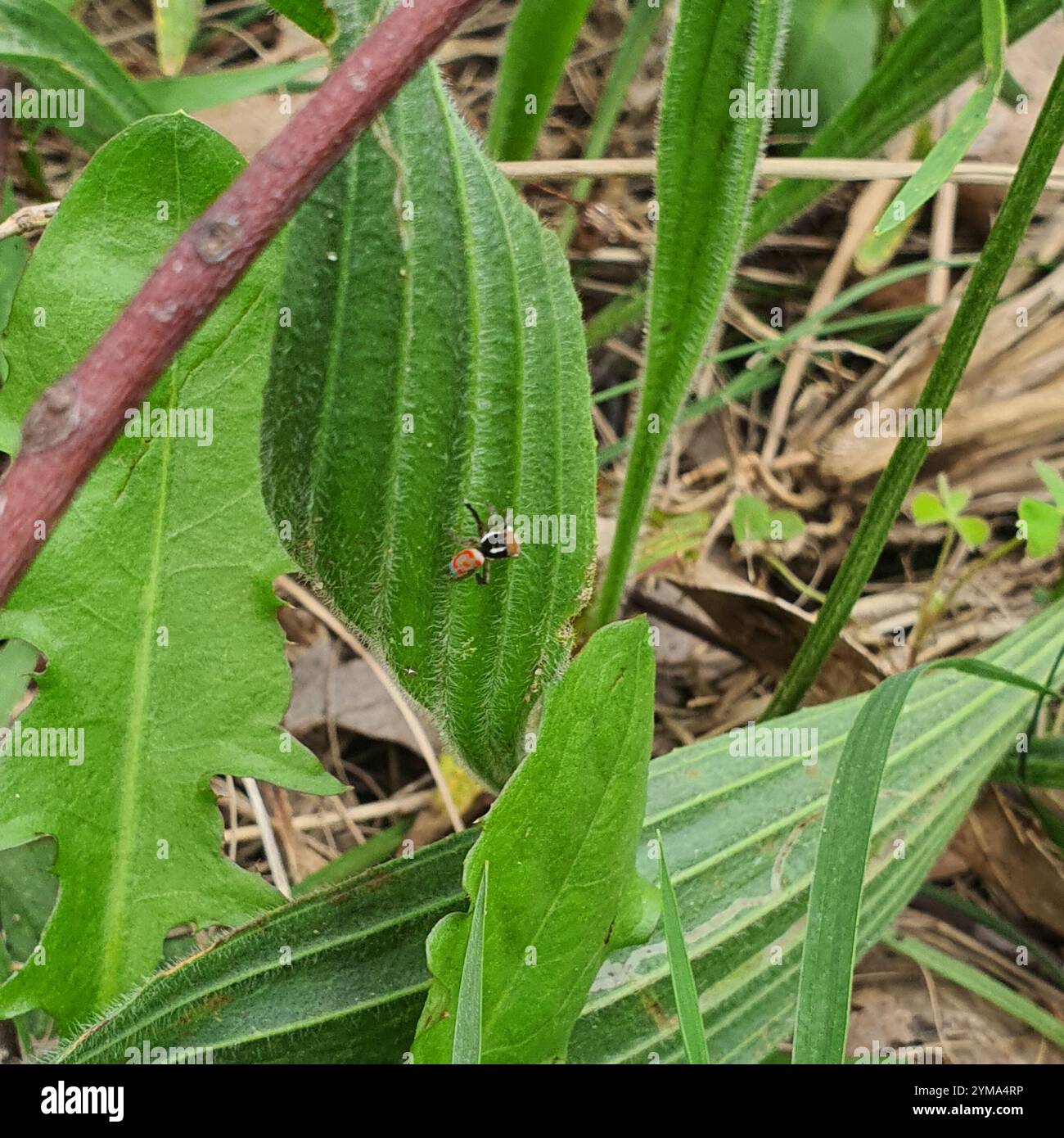 Common Peacock Spider (Maratus pavonis Stock Photo - Alamy