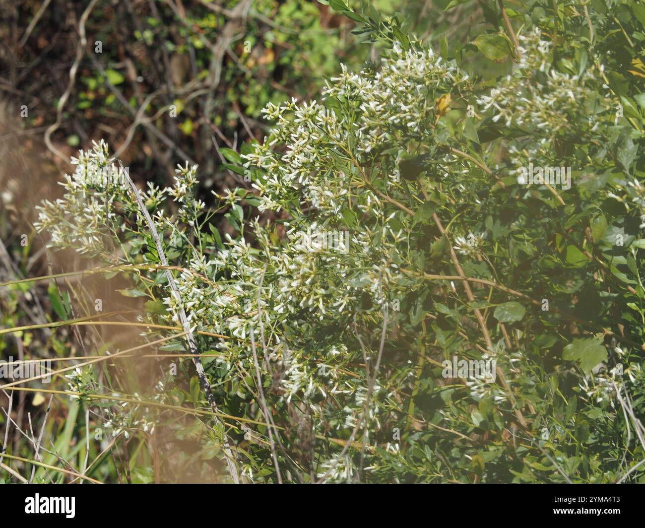 groundsel tree (Baccharis halimifolia Stock Photo - Alamy