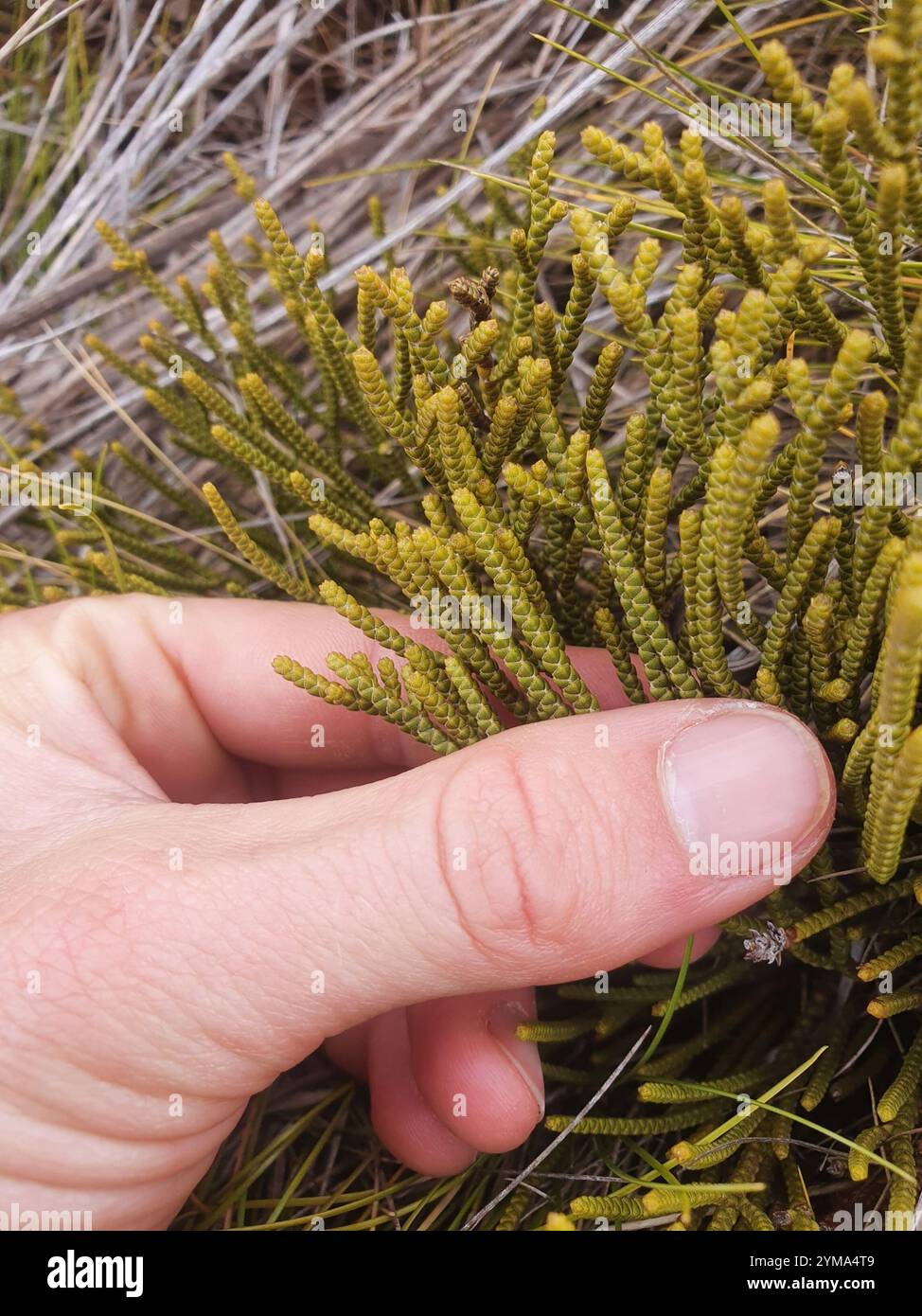 Whipcord Hebe (Veronica lycopodioides Stock Photo - Alamy
