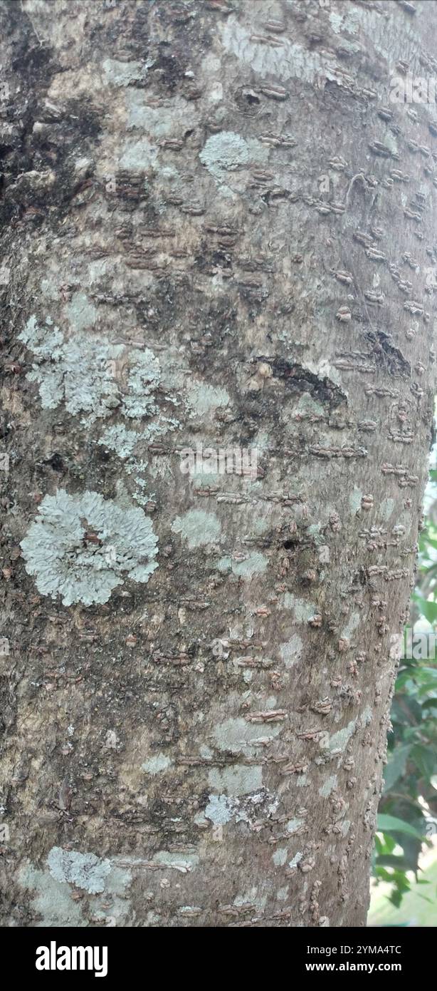Pacara Earpod Tree (Enterolobium contortisiliquum Stock Photo - Alamy
