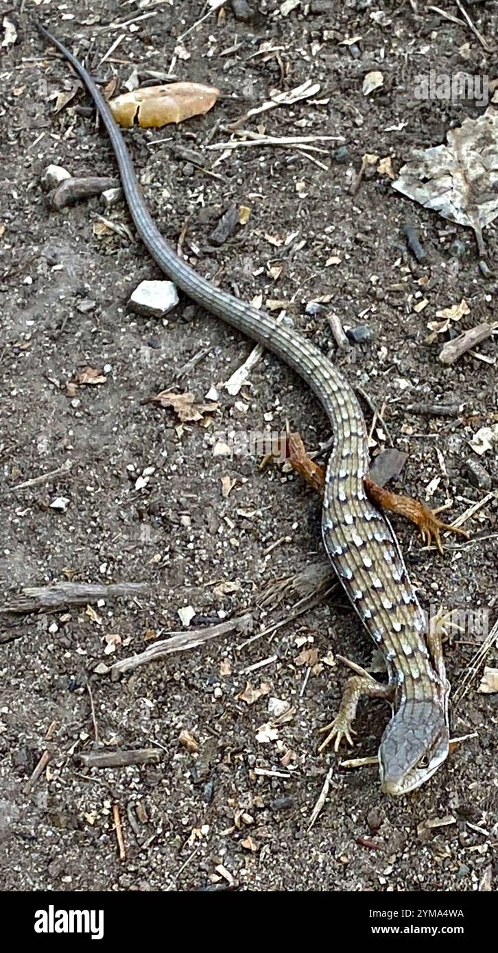 Southern Alligator Lizard (Elgaria multicarinata Stock Photo - Alamy