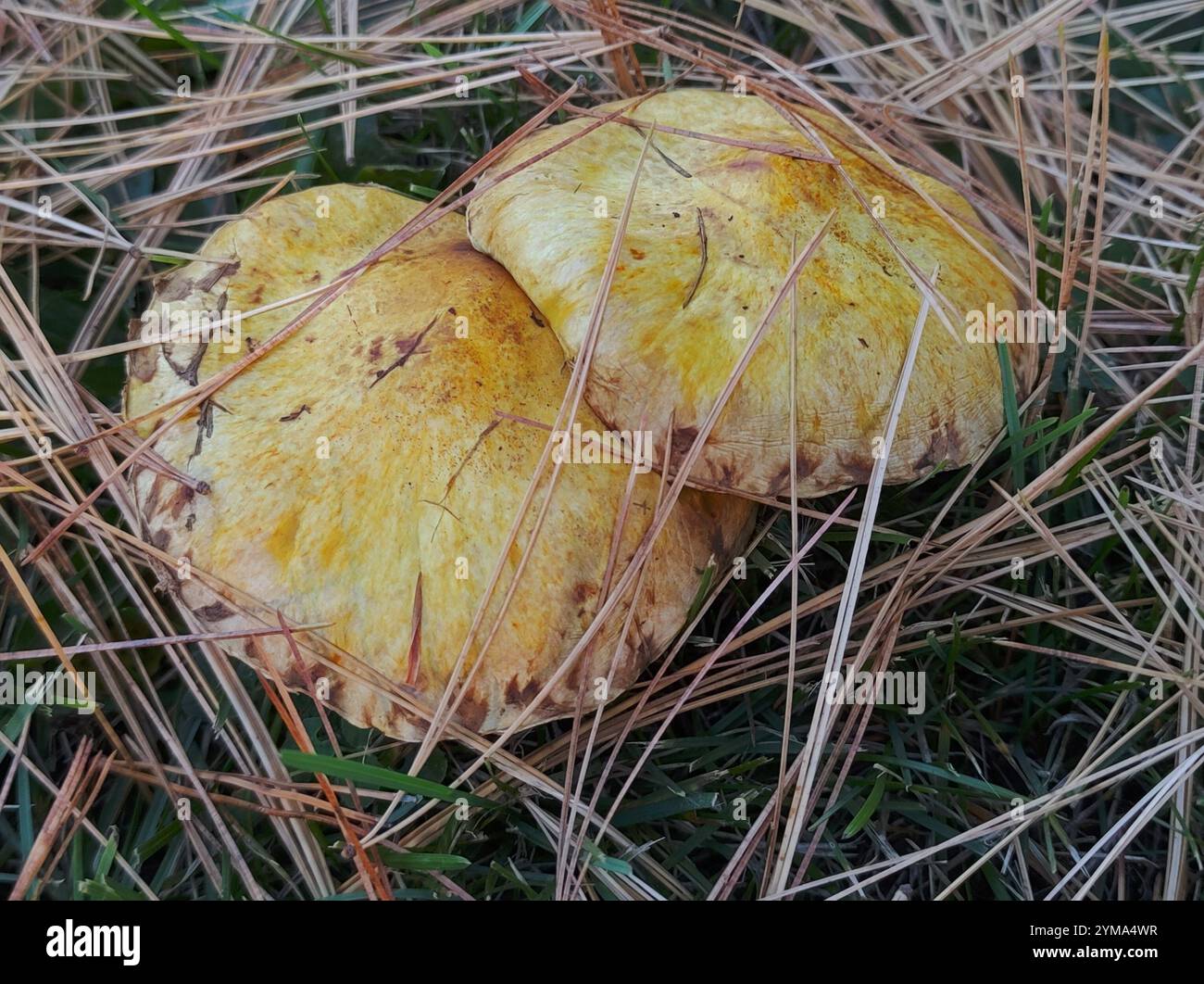 Chicken Fat Mushroom (Suillus americanus Stock Photo - Alamy