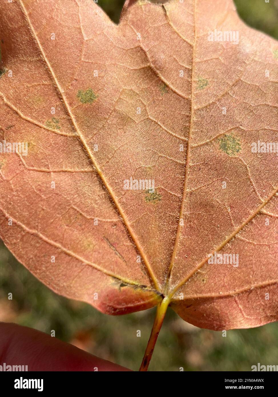 chalk maple (Acer leucoderme Stock Photo - Alamy