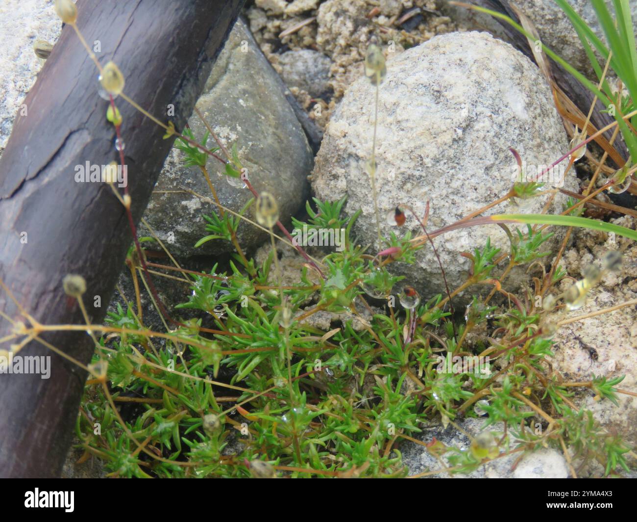 Alpine Pearlwort (Sagina saginoides Stock Photo - Alamy