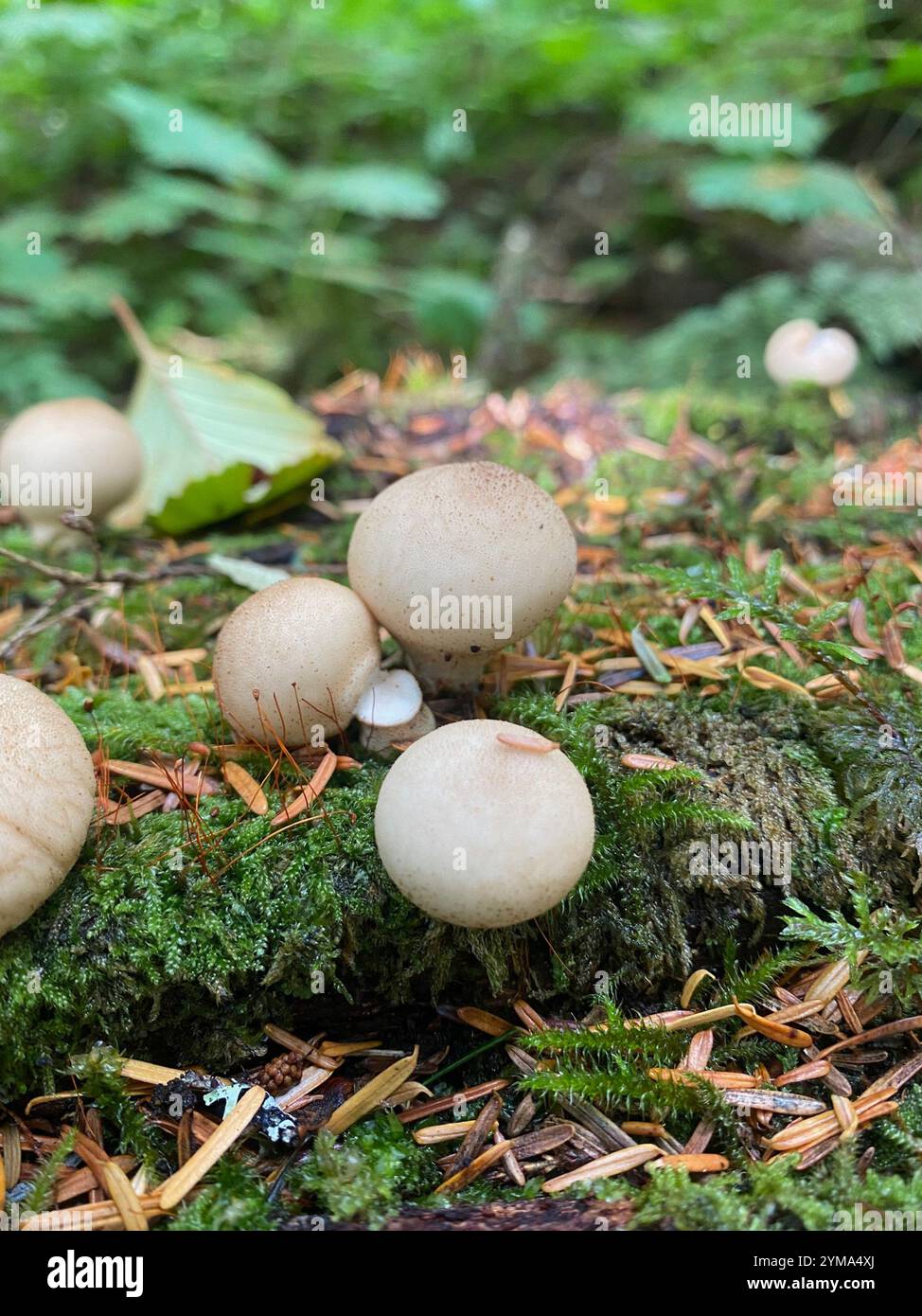 Pear-shaped Puffball (Apioperdon pyriforme Stock Photo - Alamy