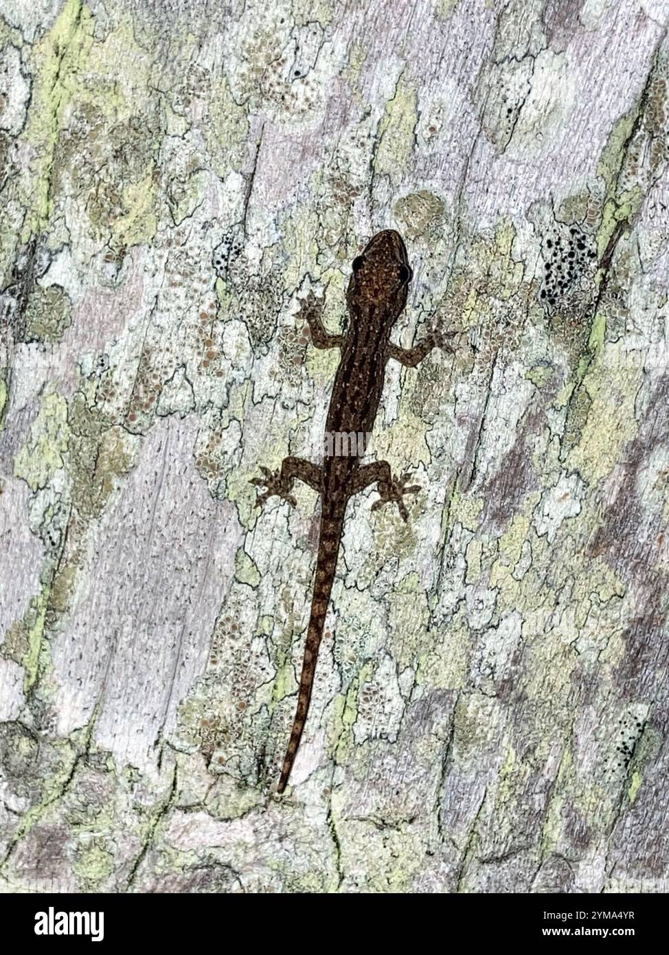 Asian House Gecko (Hemidactylus frenatus Stock Photo - Alamy