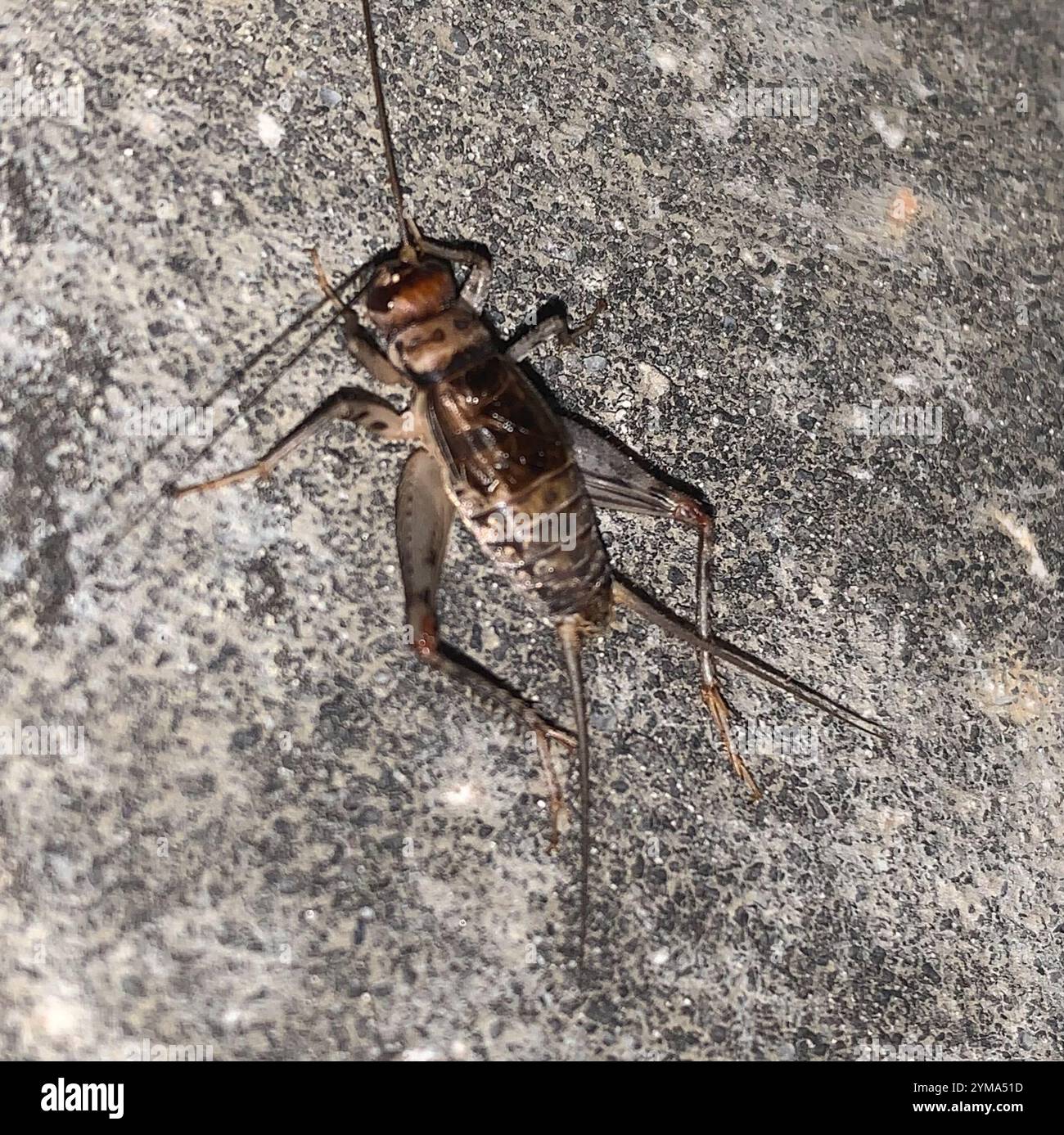 Tropical House Cricket (Gryllodes sigillatus Stock Photo - Alamy