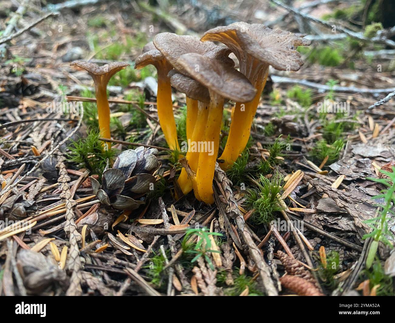 Yellowfoot (Craterellus tubaeformis Stock Photo - Alamy
