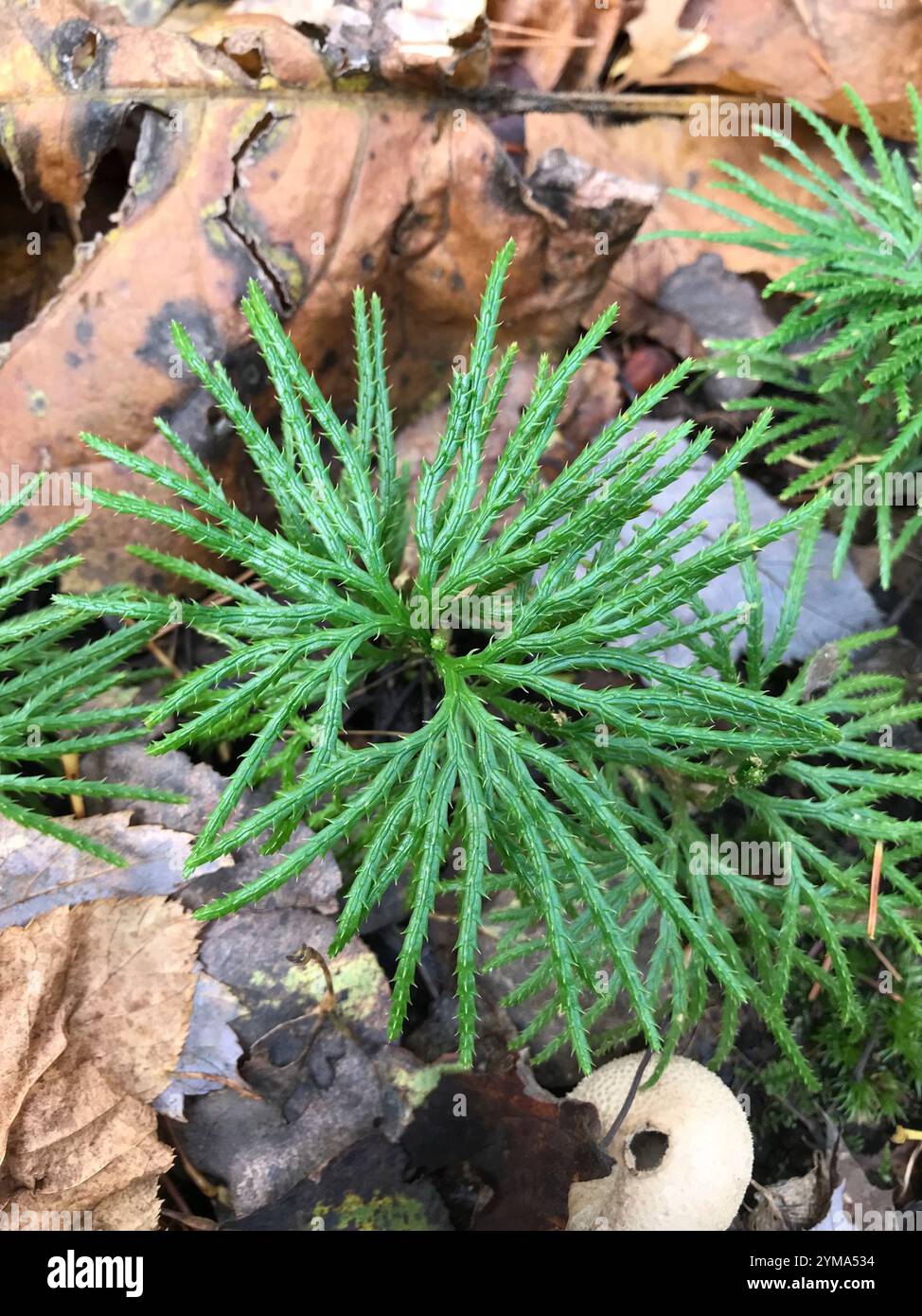 fan clubmoss (Diphasiastrum digitatum Stock Photo - Alamy