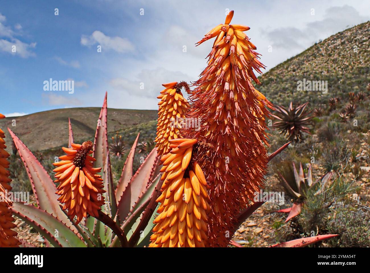 Cape Aloe (Aloe ferox Stock Photo - Alamy