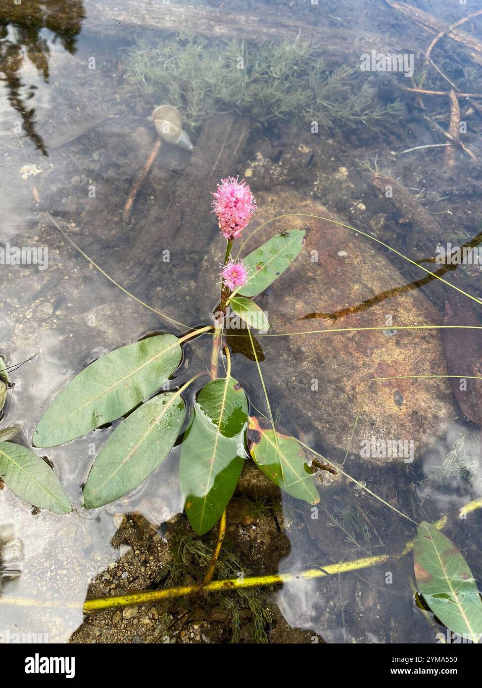 water smartweed (Persicaria amphibia Stock Photo - Alamy