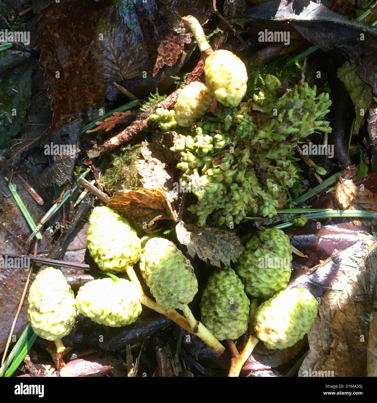 Red Alder (Alnus rubra Stock Photo - Alamy