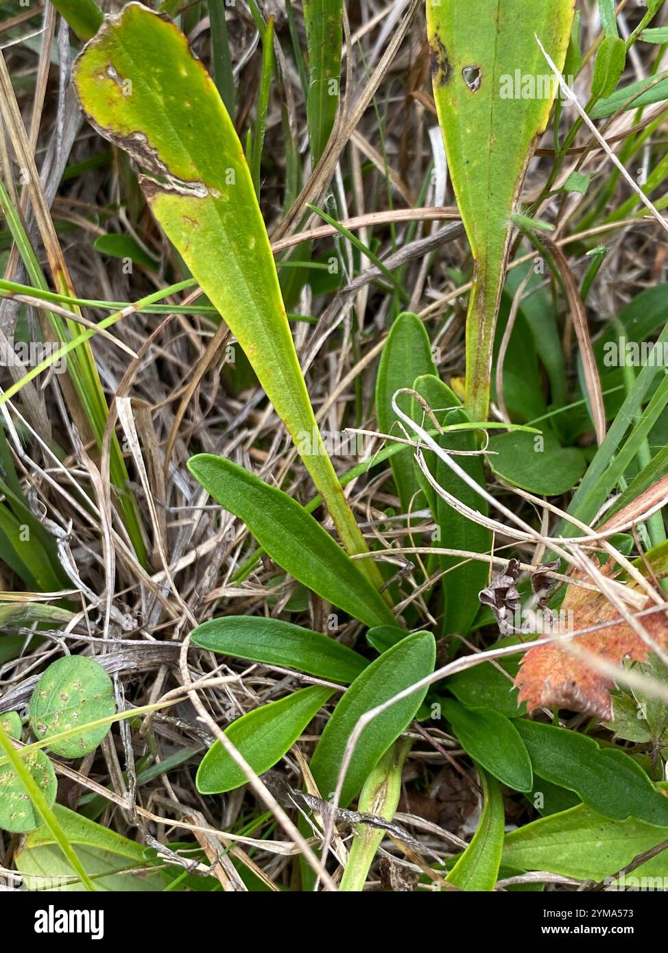 (Marshallia obovata obovata Stock Photo - Alamy