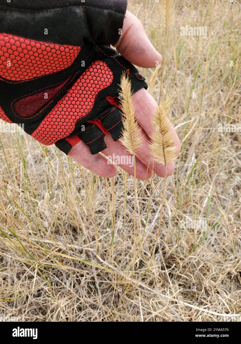 Crested Wheatgrass (Agropyron cristatum Stock Photo - Alamy