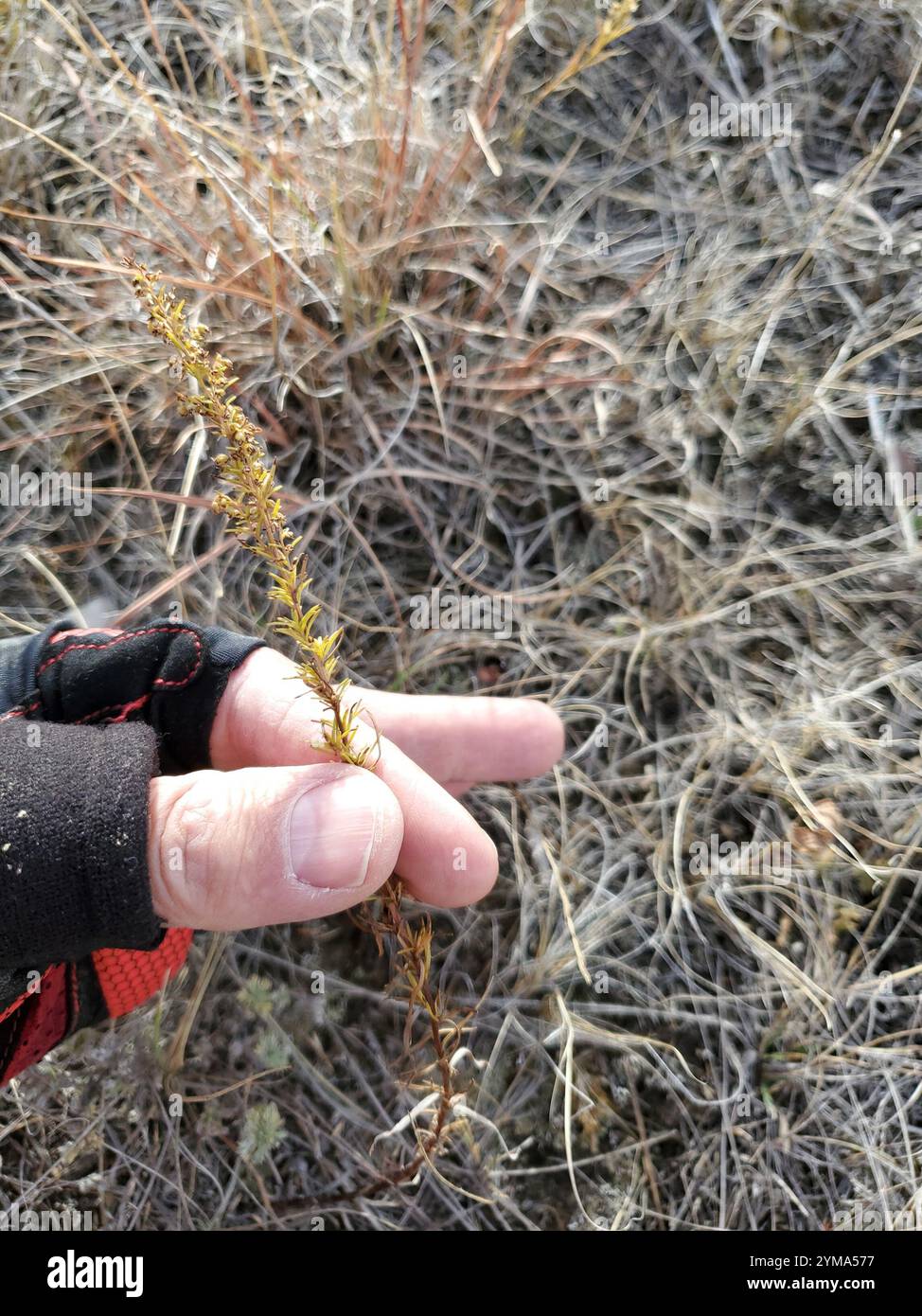 Field Sagewort (Artemisia campestris Stock Photo - Alamy
