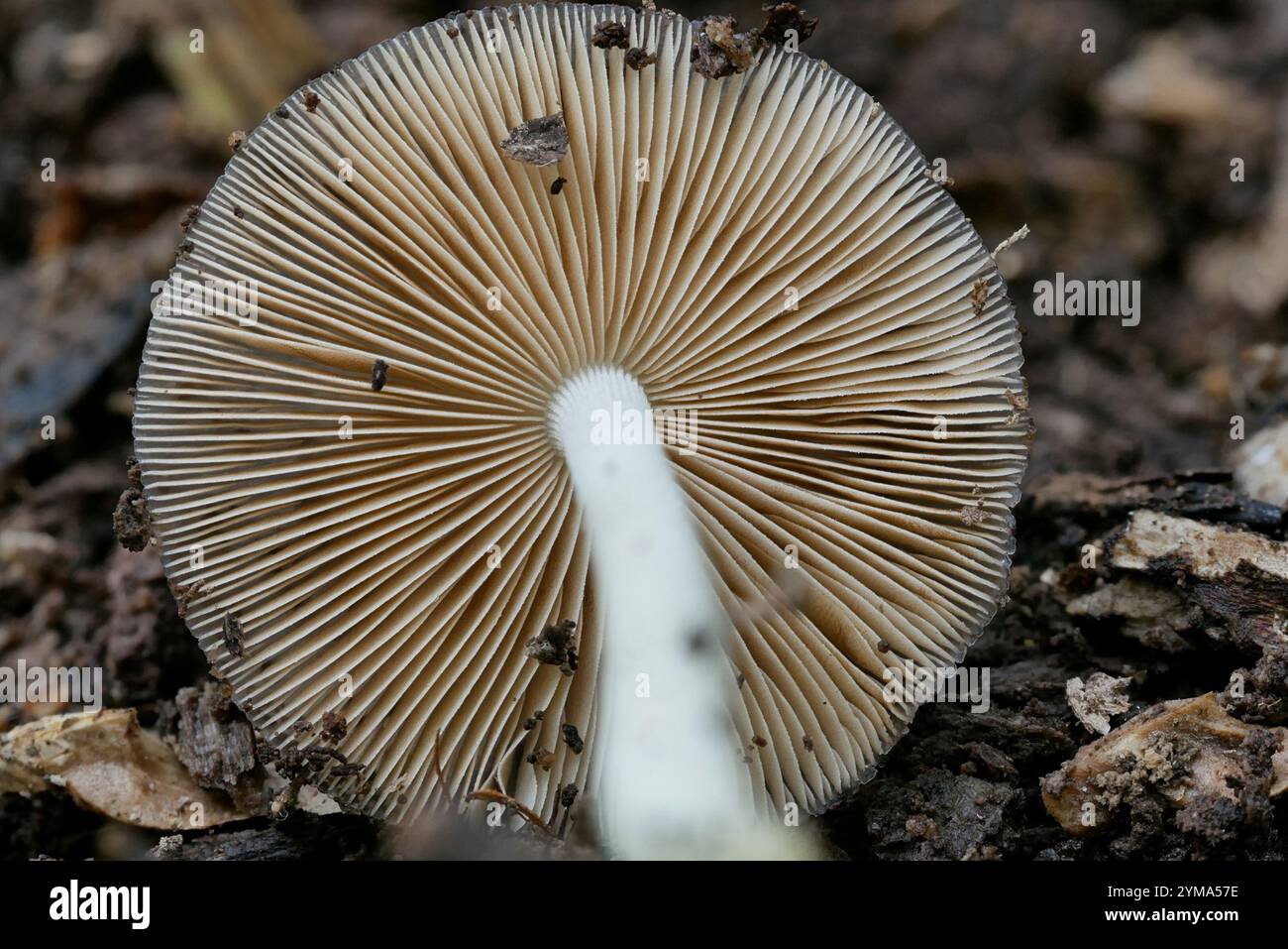 Bolbitius reticulatus hi-res stock photography and images - Alamy