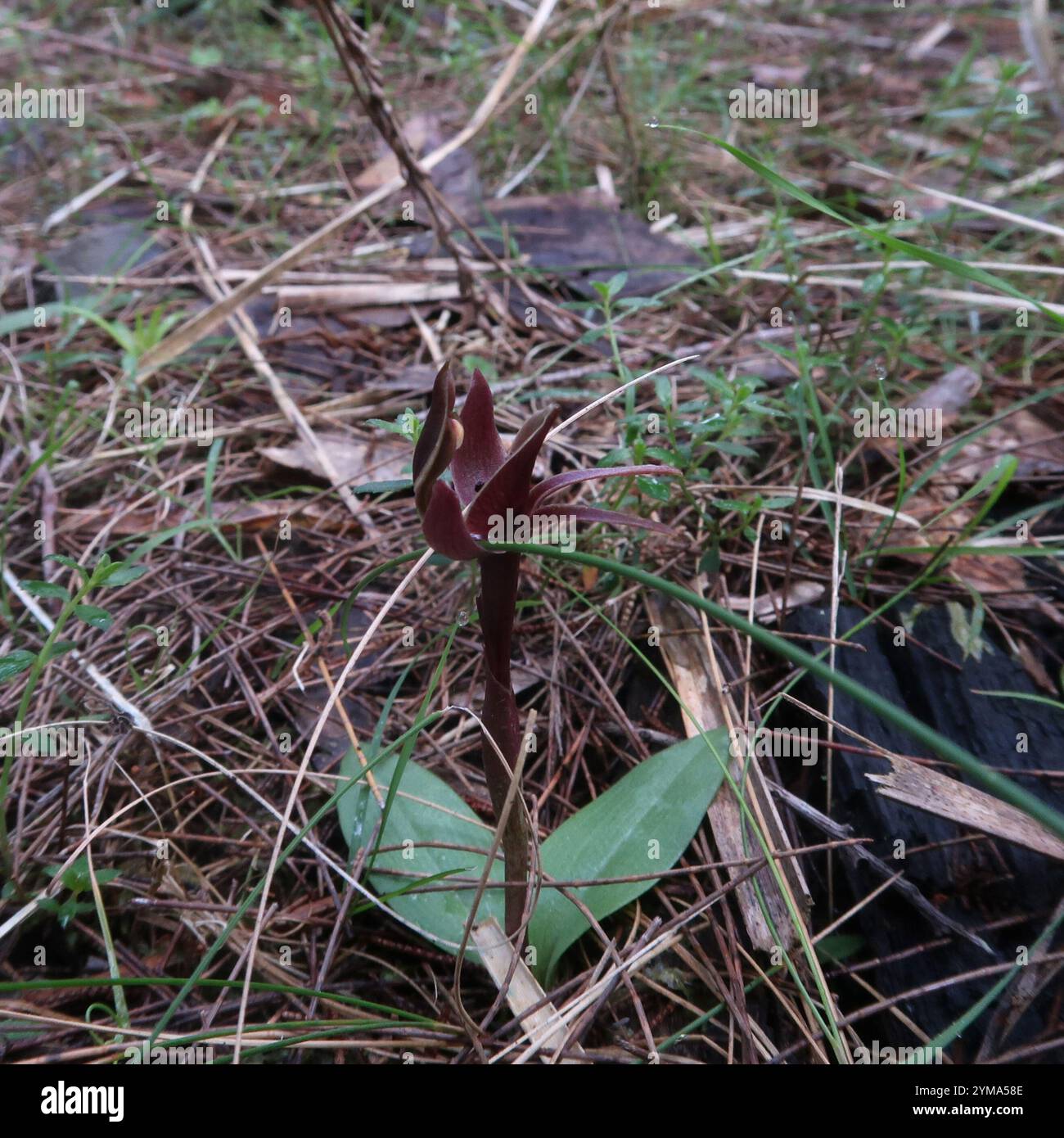 three-horned bird orchid (Chiloglottis triceratops Stock Photo - Alamy