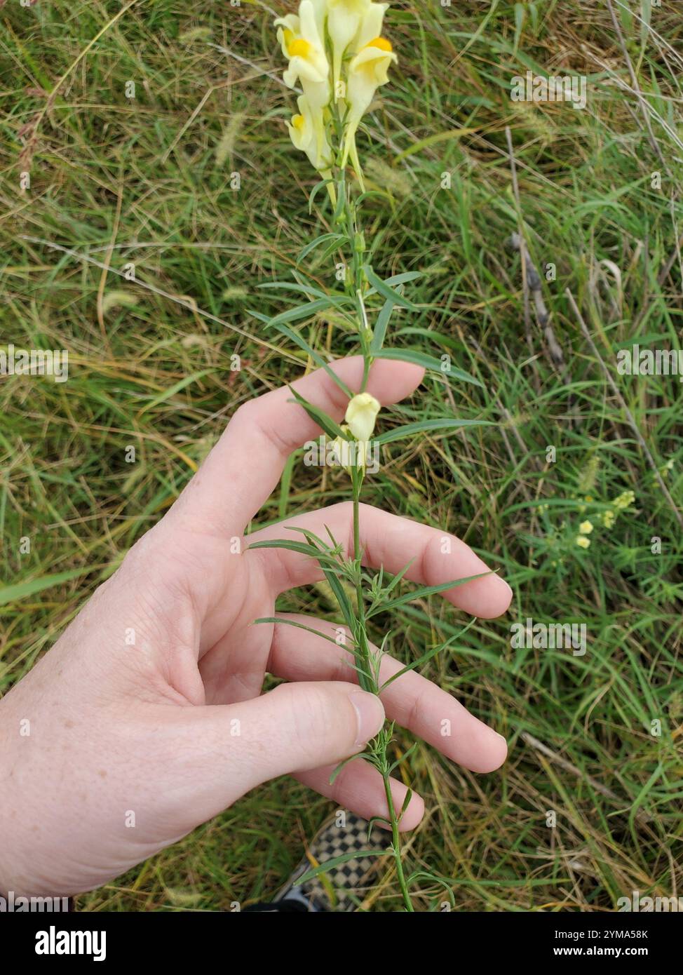 common toadflax (Linaria vulgaris Stock Photo - Alamy