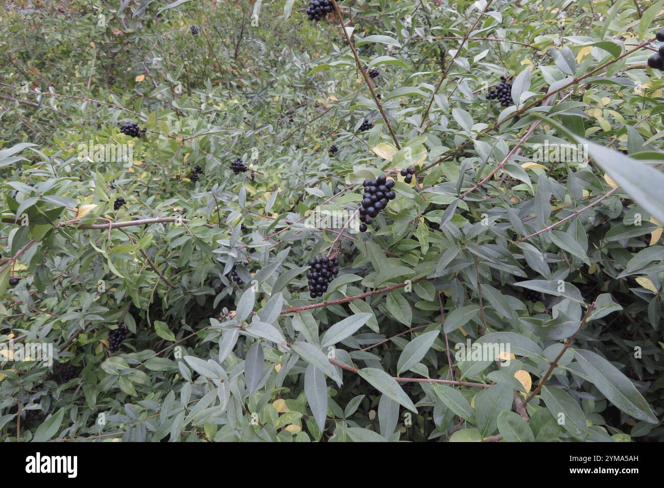 Common Privet (Ligustrum vulgare Stock Photo - Alamy