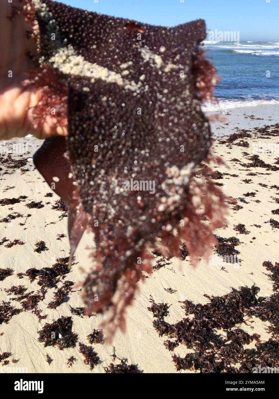 Turkish Towel (Chondracanthus exasperatus Stock Photo - Alamy