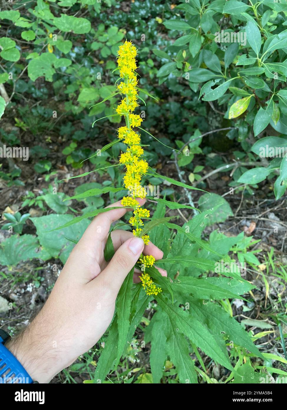 Mountain Decumbent Goldenrod (Solidago curtisii Stock Photo - Alamy