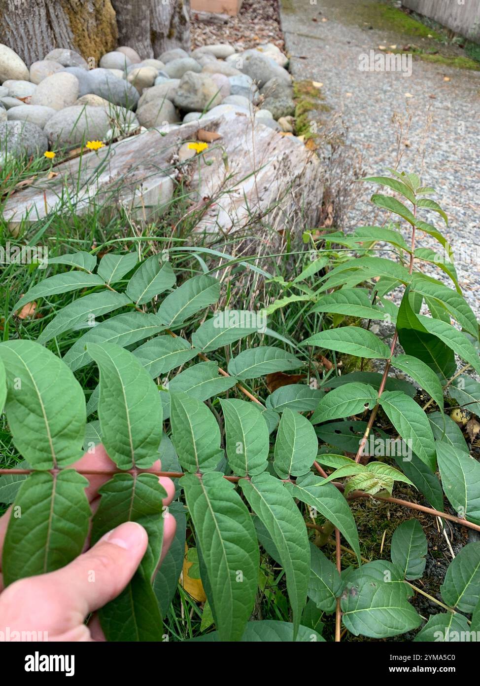 tree-of-heaven (Ailanthus altissima Stock Photo - Alamy