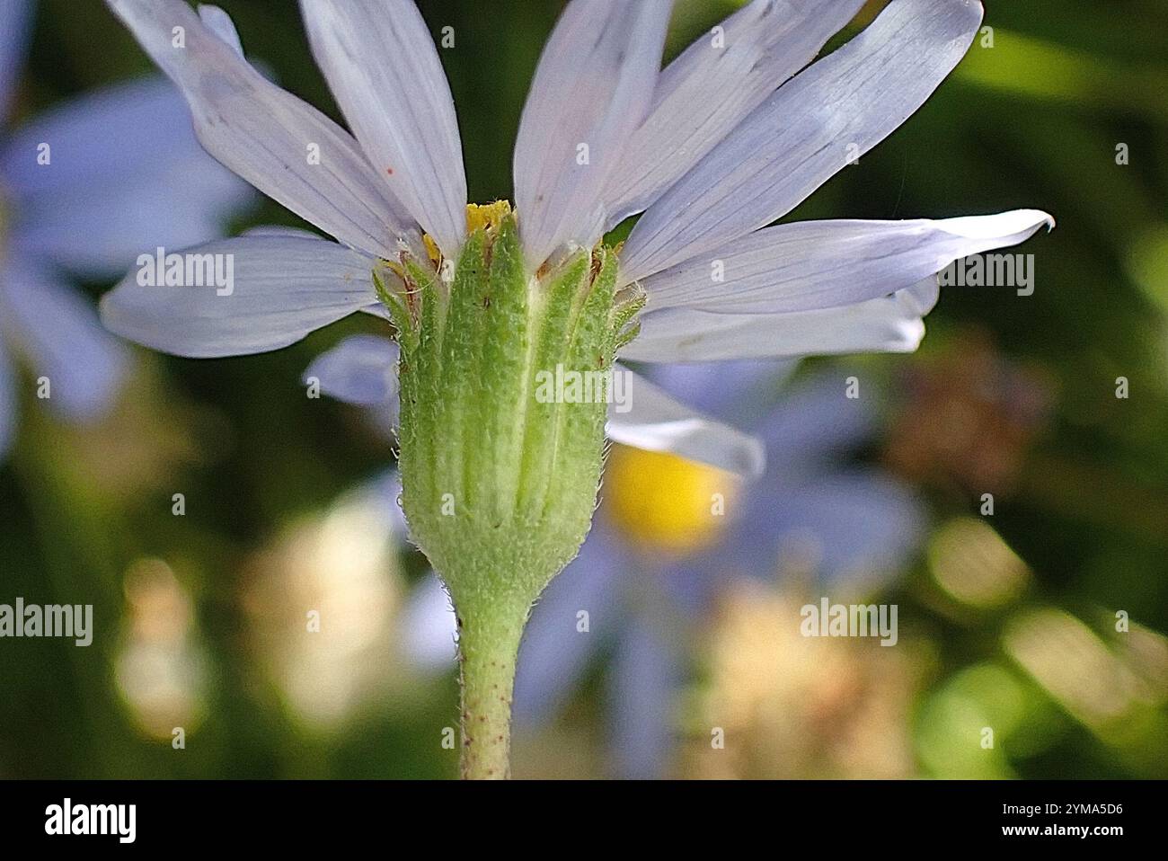 Coastal Blue Felicia (Felicia amelloides Stock Photo - Alamy