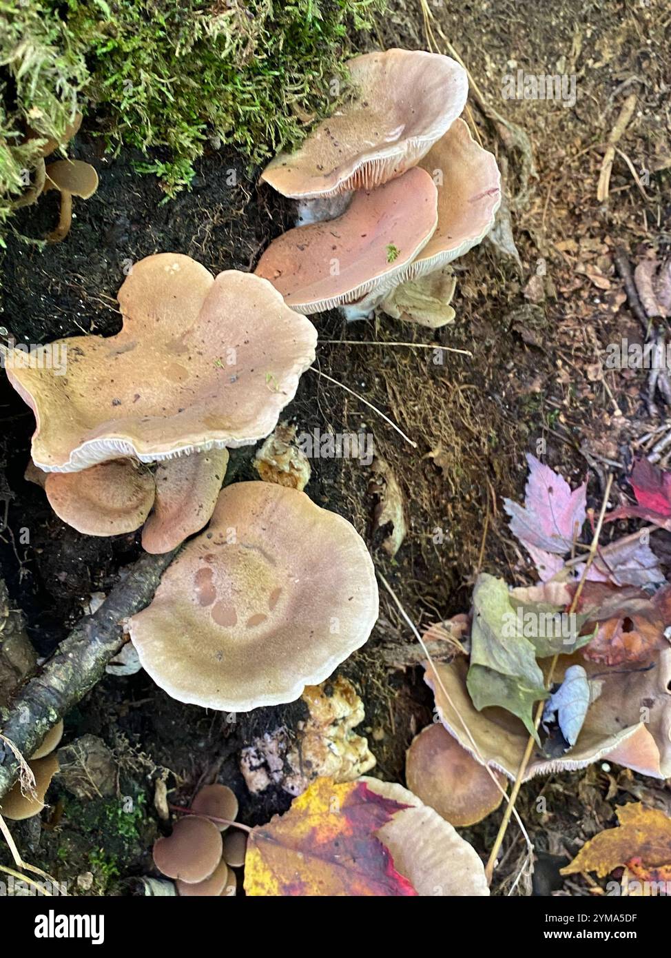 honey mushrooms (Armillaria Stock Photo - Alamy