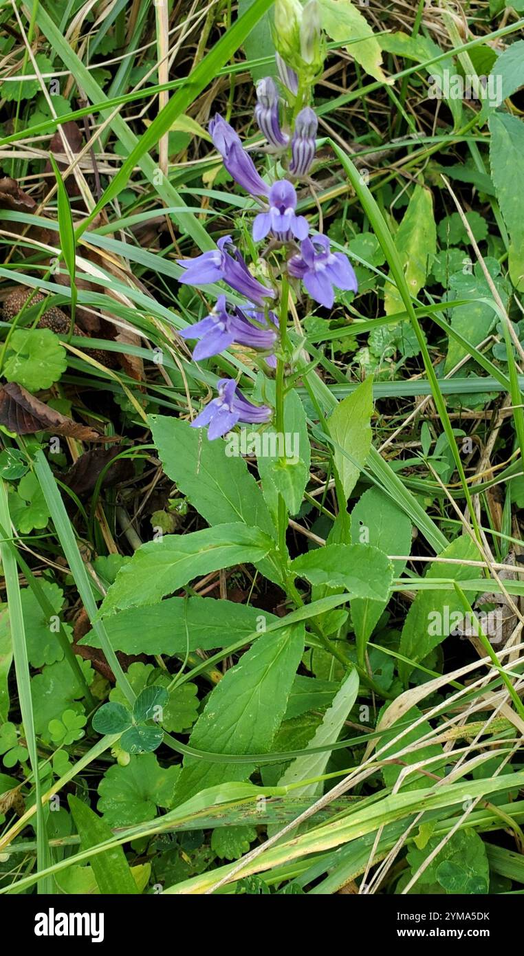 Great Blue Lobelia Lobelia Siphilitica Stock Photo Alamy