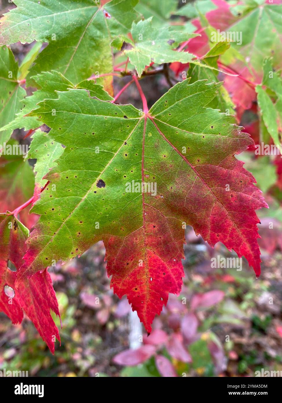 Eastern Red Maple (Acer rubrum rubrum Stock Photo - Alamy