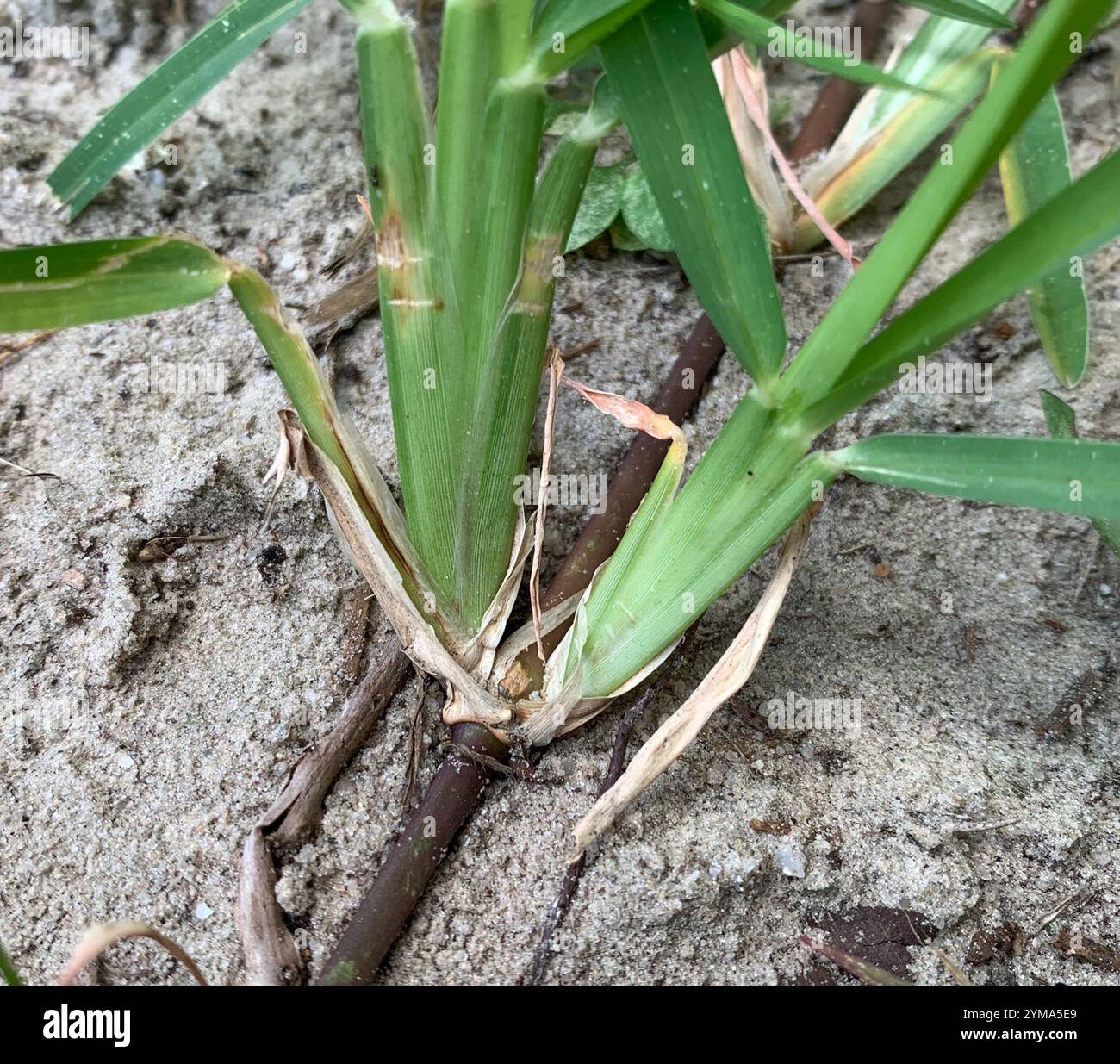 Stenotaphrum hi-res stock photography and images - Alamy