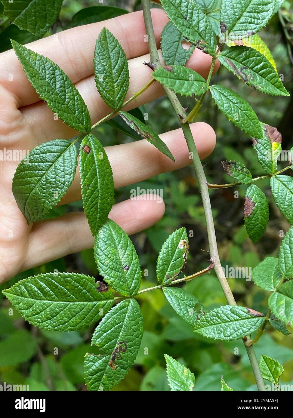 climbing prairie rose (Rosa setigera Stock Photo - Alamy