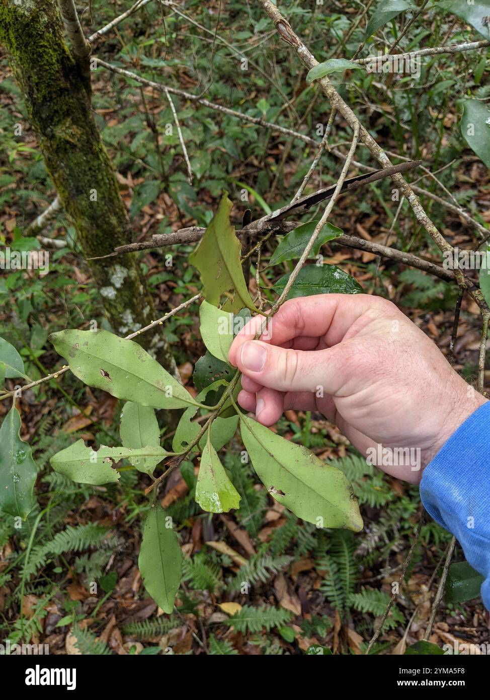 Brush Muttonwood (Myrsine howittiana Stock Photo - Alamy